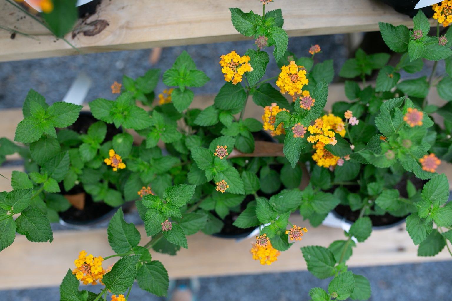 Gulley's Garden Center | Houseplants - Outdoor Plants - Supplies